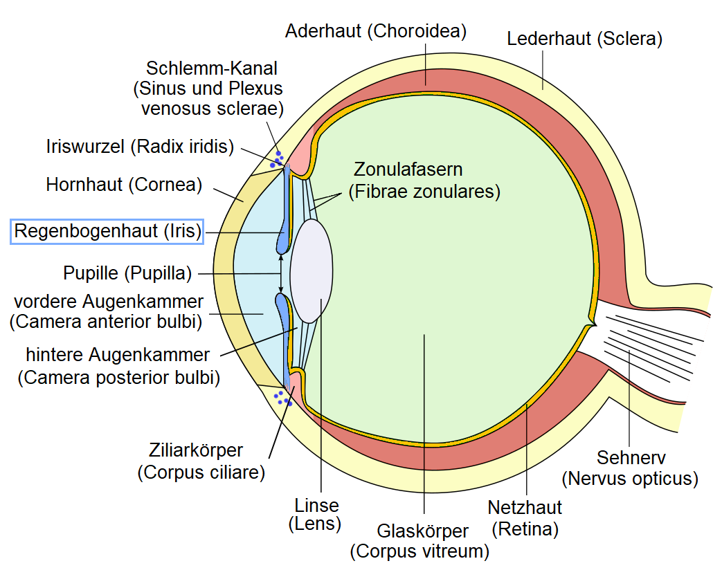 Iris Auge: Anatomie, Funktion und Schutz